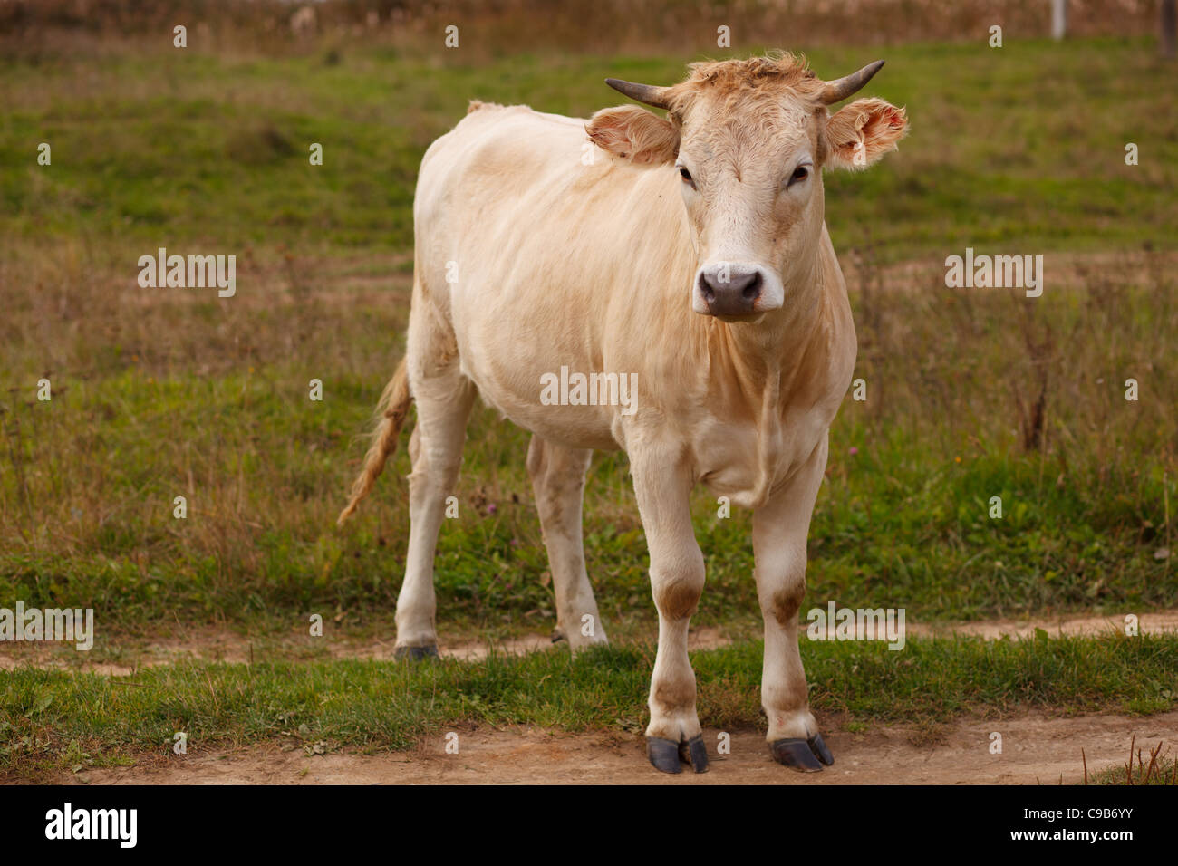 White Bull on Russian Farm Stock Photo - Alamy