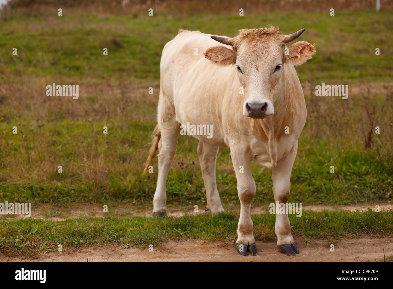 Russian farm hi-res stock photography and images - Alamy