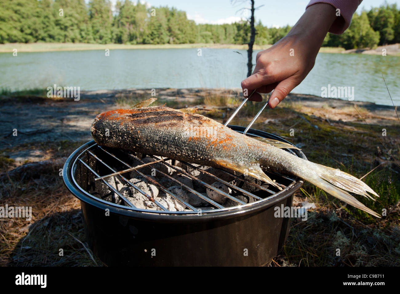 Making fresh fish food in Finnish Baltic Sea archipelago Stock Photo ...