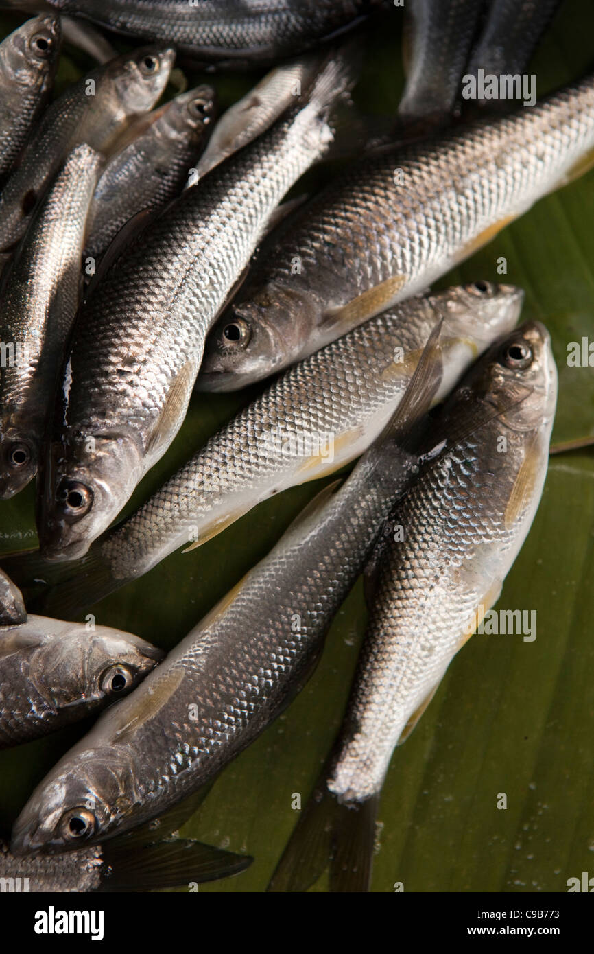 India, Nagaland, Doyang, small fish for sale in roadside market beside ...