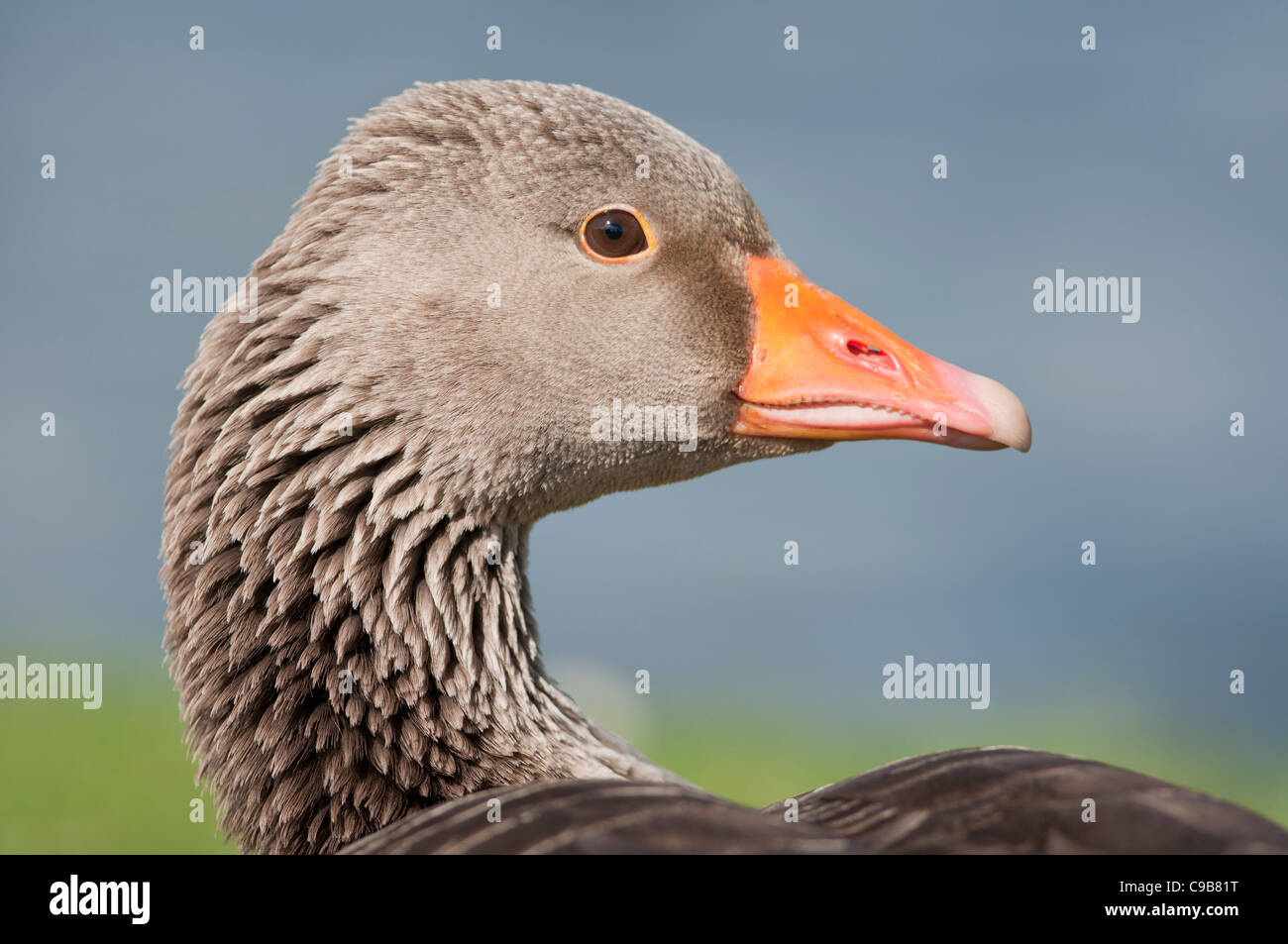 Greylag Goose Portrait Stock Photo - Alamy