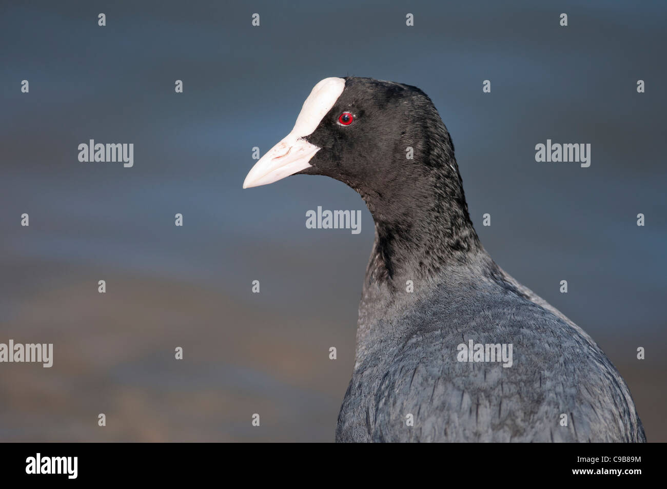 Portrait of a Coot Stock Photo - Alamy
