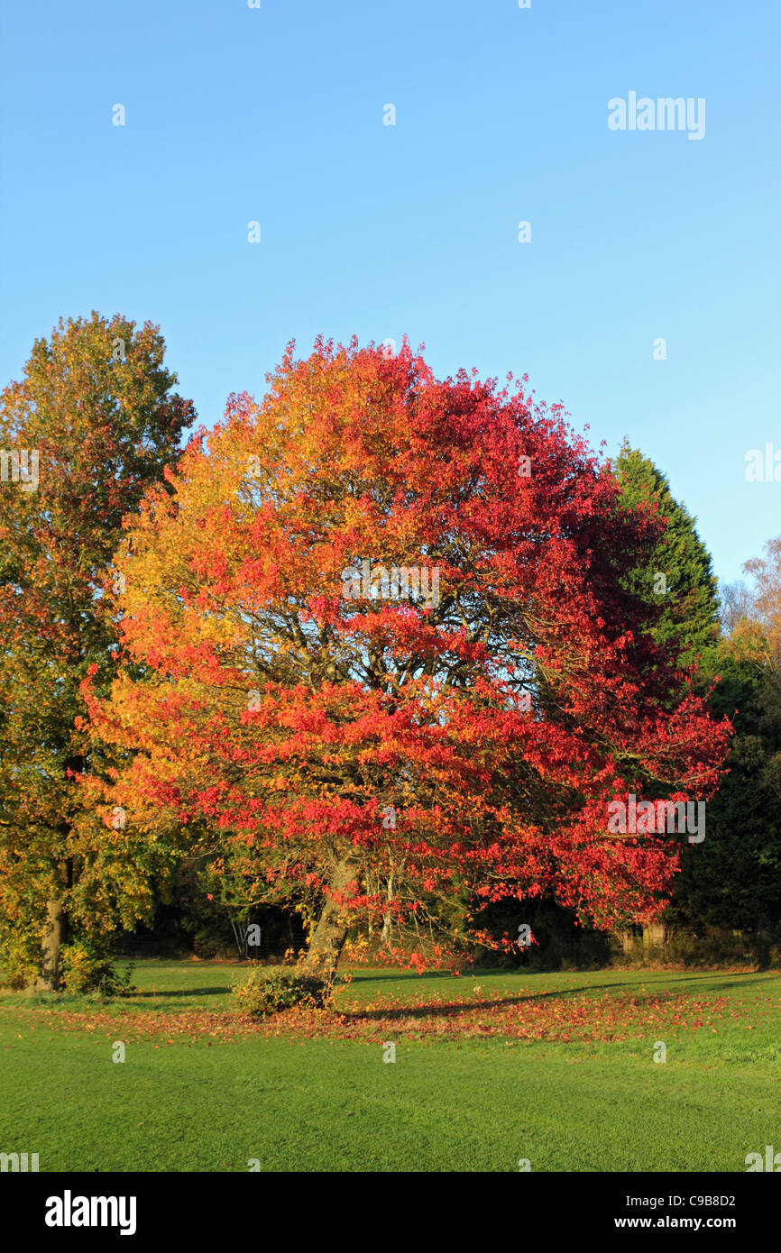 Maple tree with autumn leaves at Smith's Lawn near Savill Garden ...