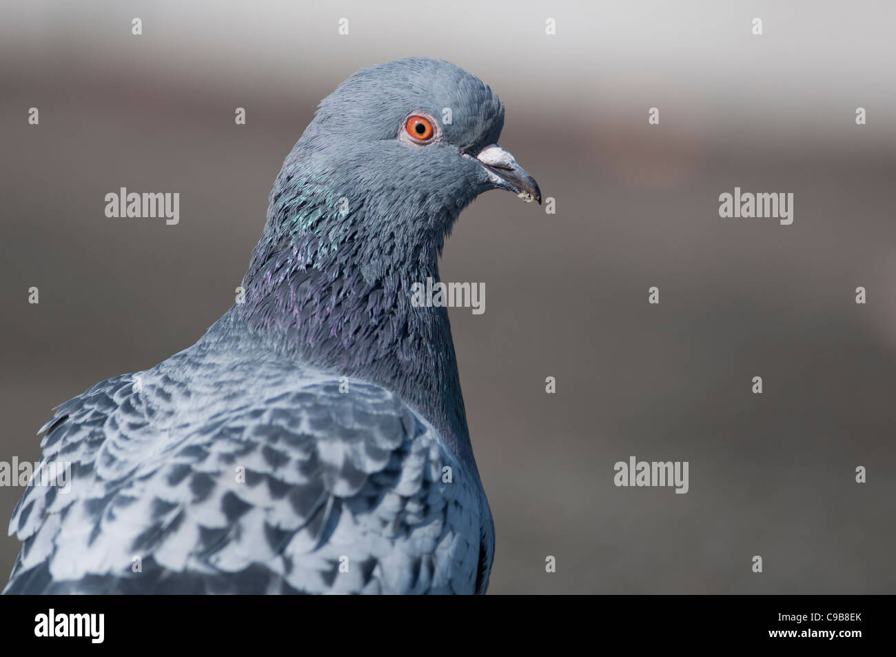 Portrait of a Common Pigeon Stock Photo - Alamy