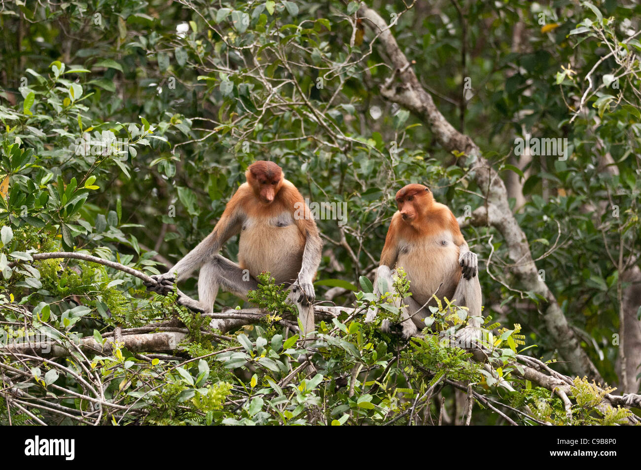 Monkeys in tree hi-res stock photography and images - Alamy