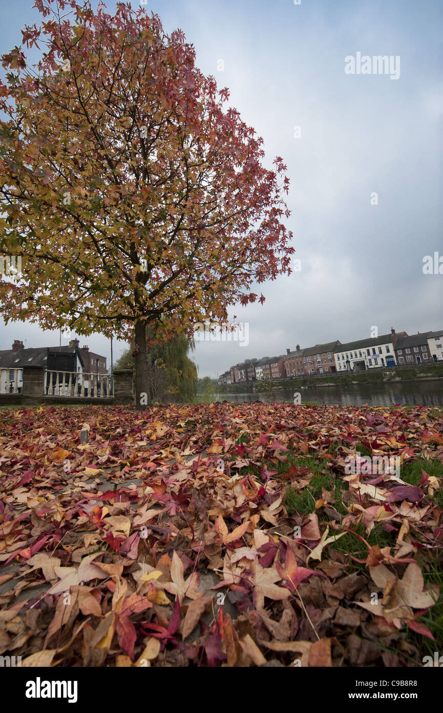 White poplar tree hi-res stock photography and images - Alamy