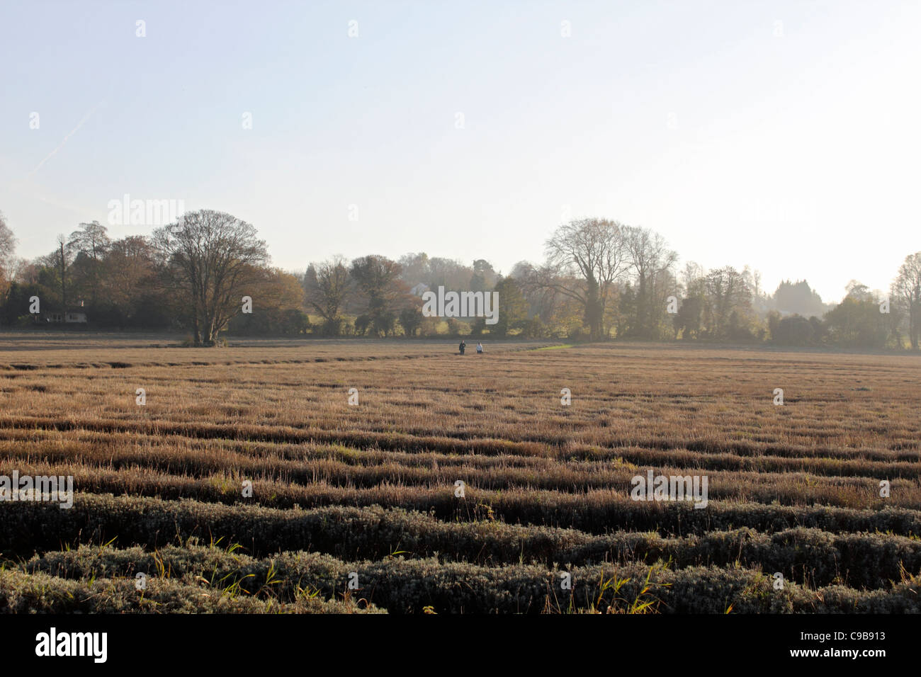 Lavender field banstead hi-res stock photography and images - Alamy