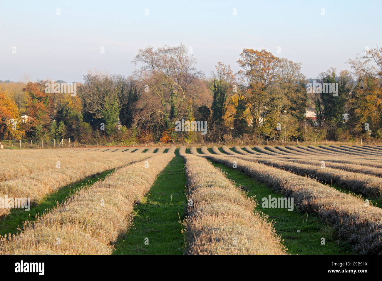 Autumn at the lavender fields at Banstead Surrey England UK Stock Photo ...