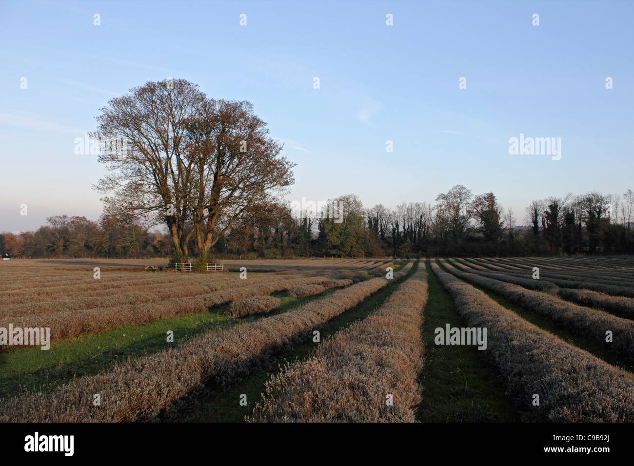 Autumn at the lavender fields at Banstead Surrey England UK Stock Photo ...