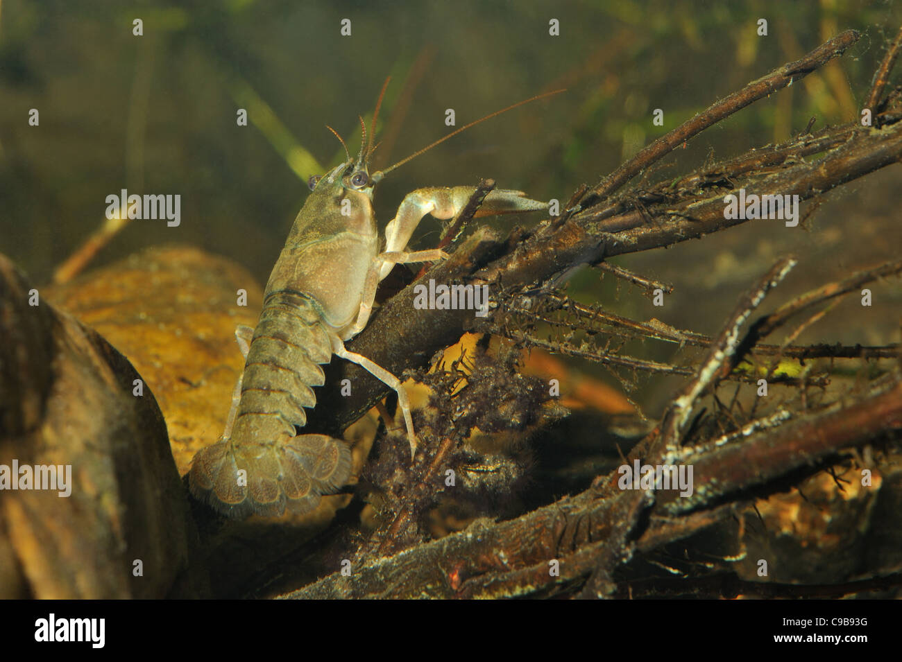 Signal crayfish - Californian crayfish - Pacific crayfish (Pacifastacus ...