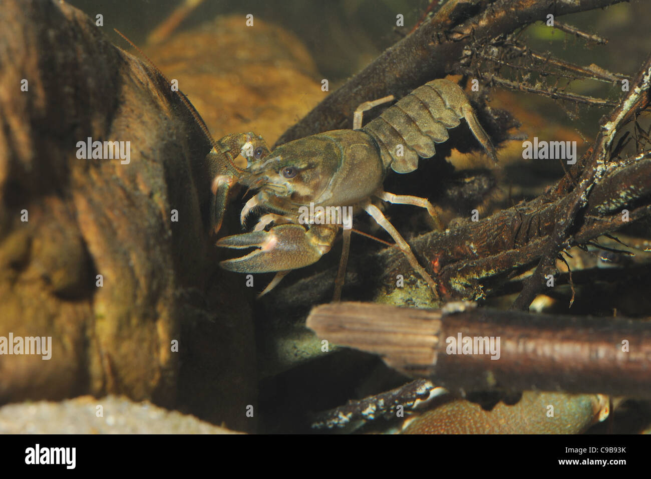 Signal crayfish - Californian crayfish - Pacific crayfish (Pacifastacus ...