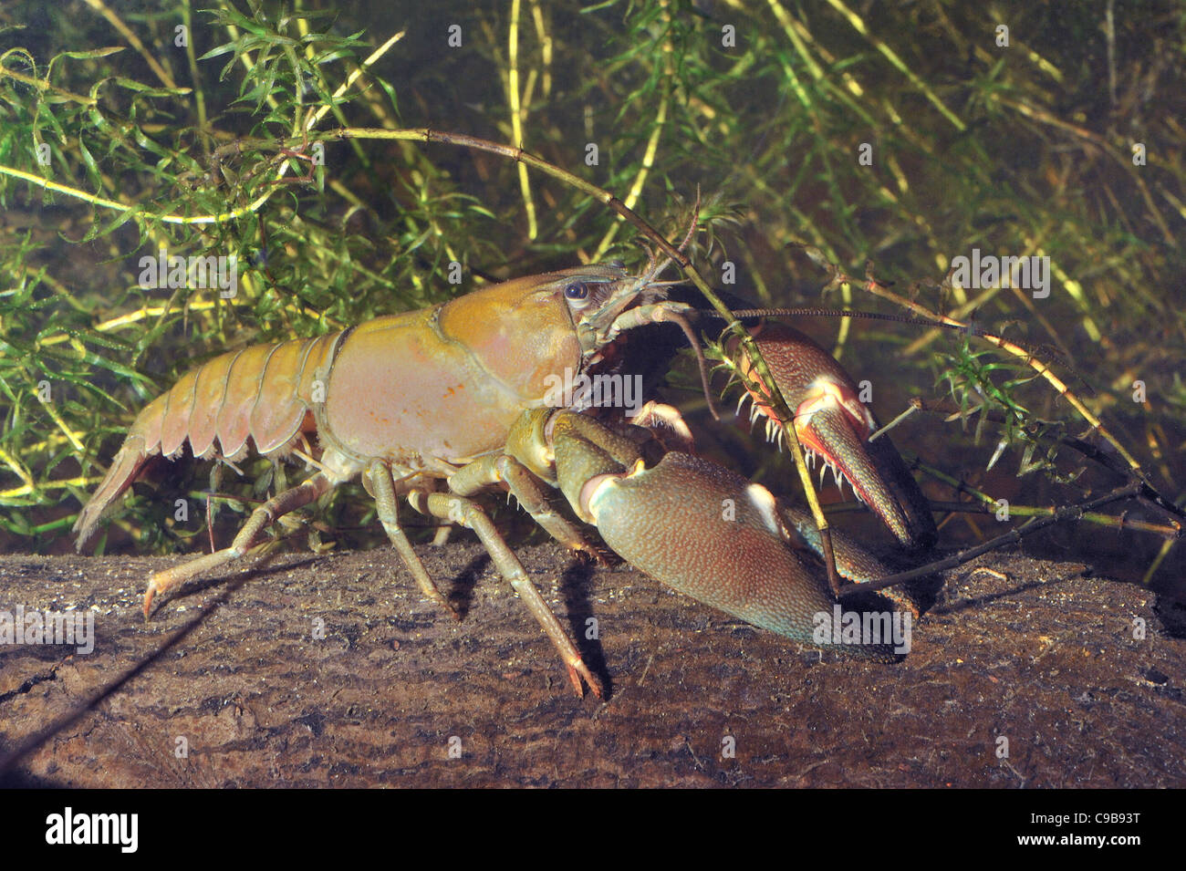 Signal crayfish - Californian crayfish - Pacific crayfish (Pacifastacus ...