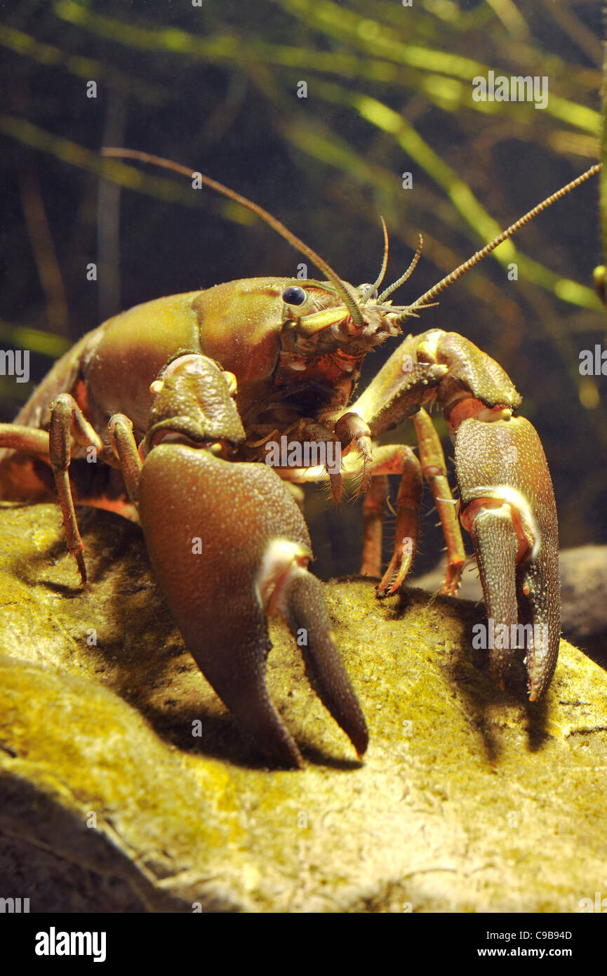 Signal crayfish - Californian crayfish - Pacific crayfish (Pacifastacus ...