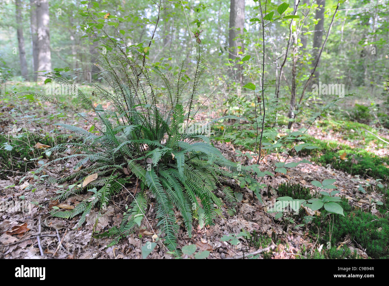 Deer fern - Hard fern (Blechnum spicant) growing in a wood Stock Photo ...