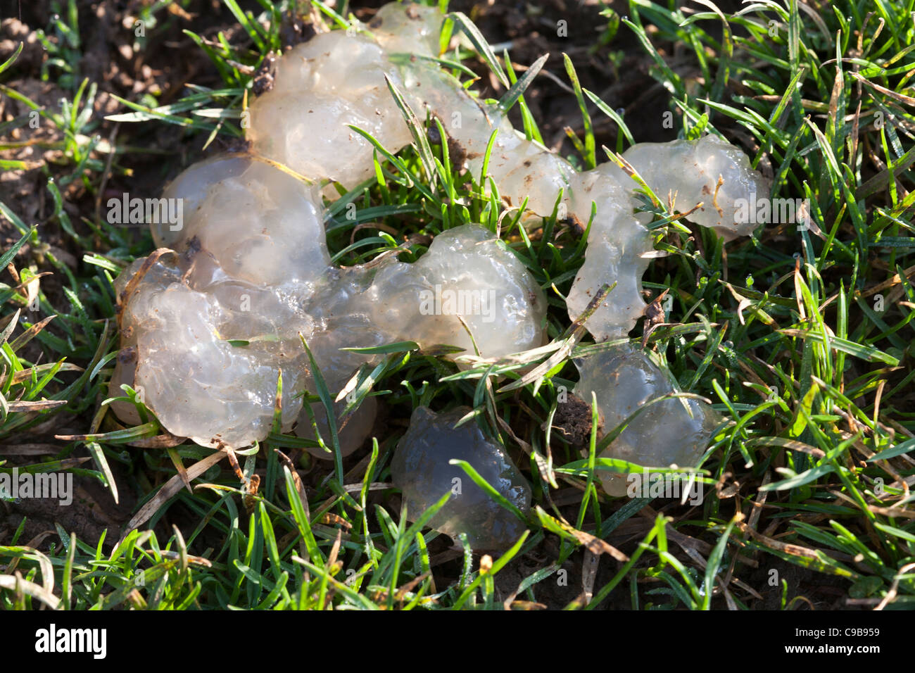 Jelly blob hi-res stock photography and images - Alamy
