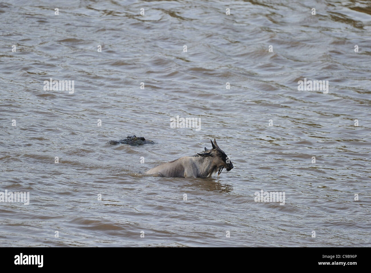 Blue wildebeest - Brindled gnu - Common wildebeest (Connochaetes ...