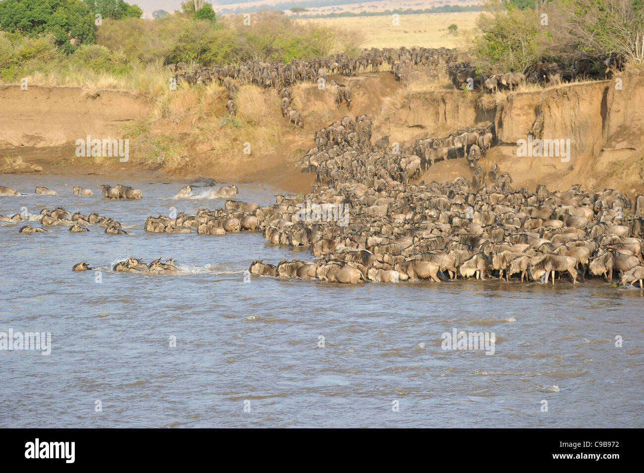 Blue wildebeest - Brindled gnu - Common wildebeest (Connochaetes ...