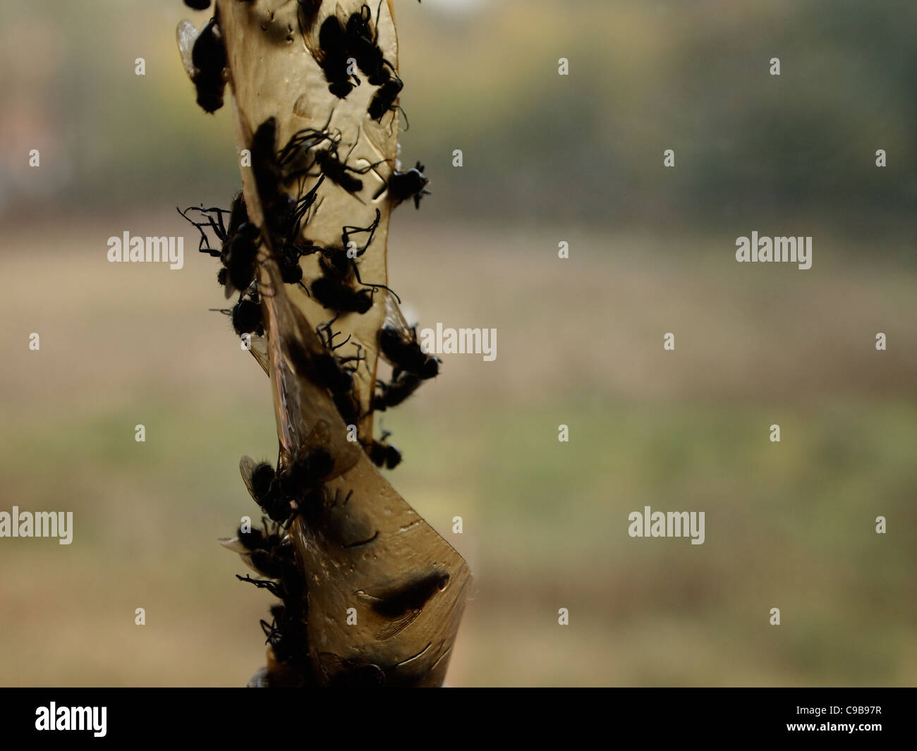 A close-up photo of dead cluster flies caught on flypaper, next to a ...