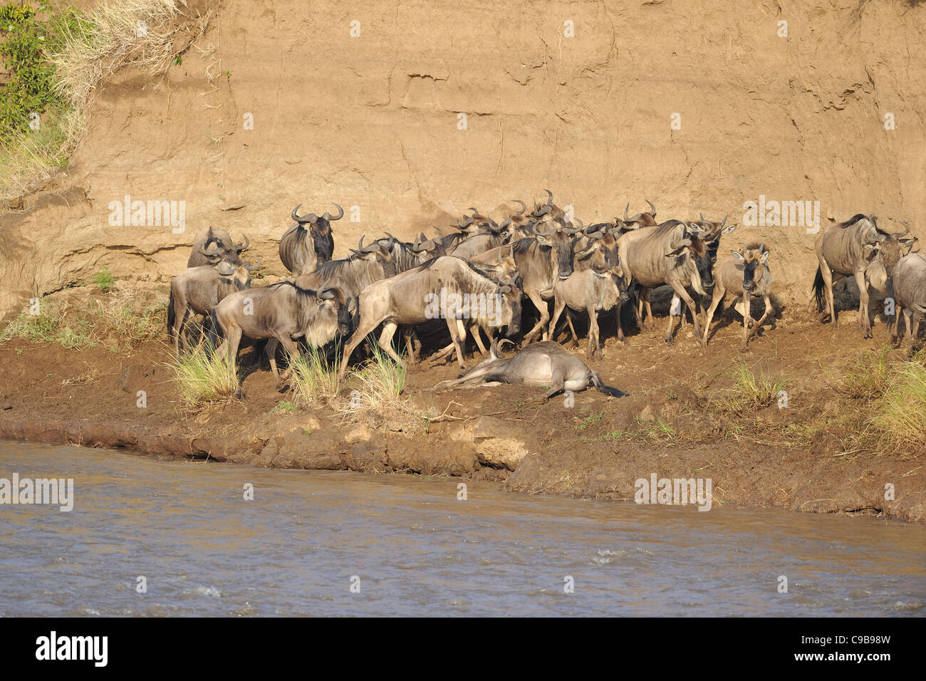 Blue wildebeest - Brindled gnu - Common wildebeest (Connochaetes ...