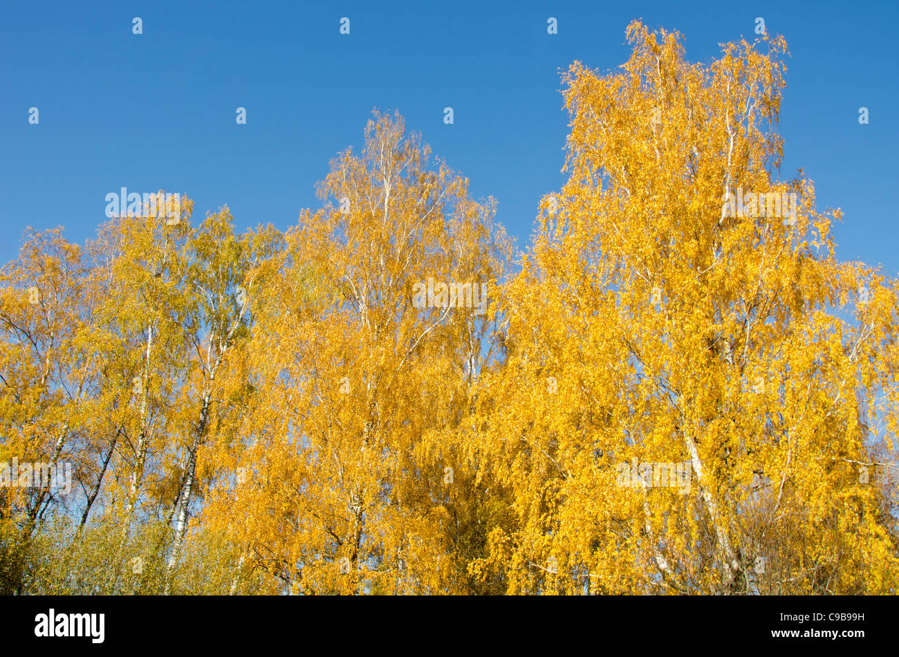 Top leaf hi-res stock photography and images - Alamy