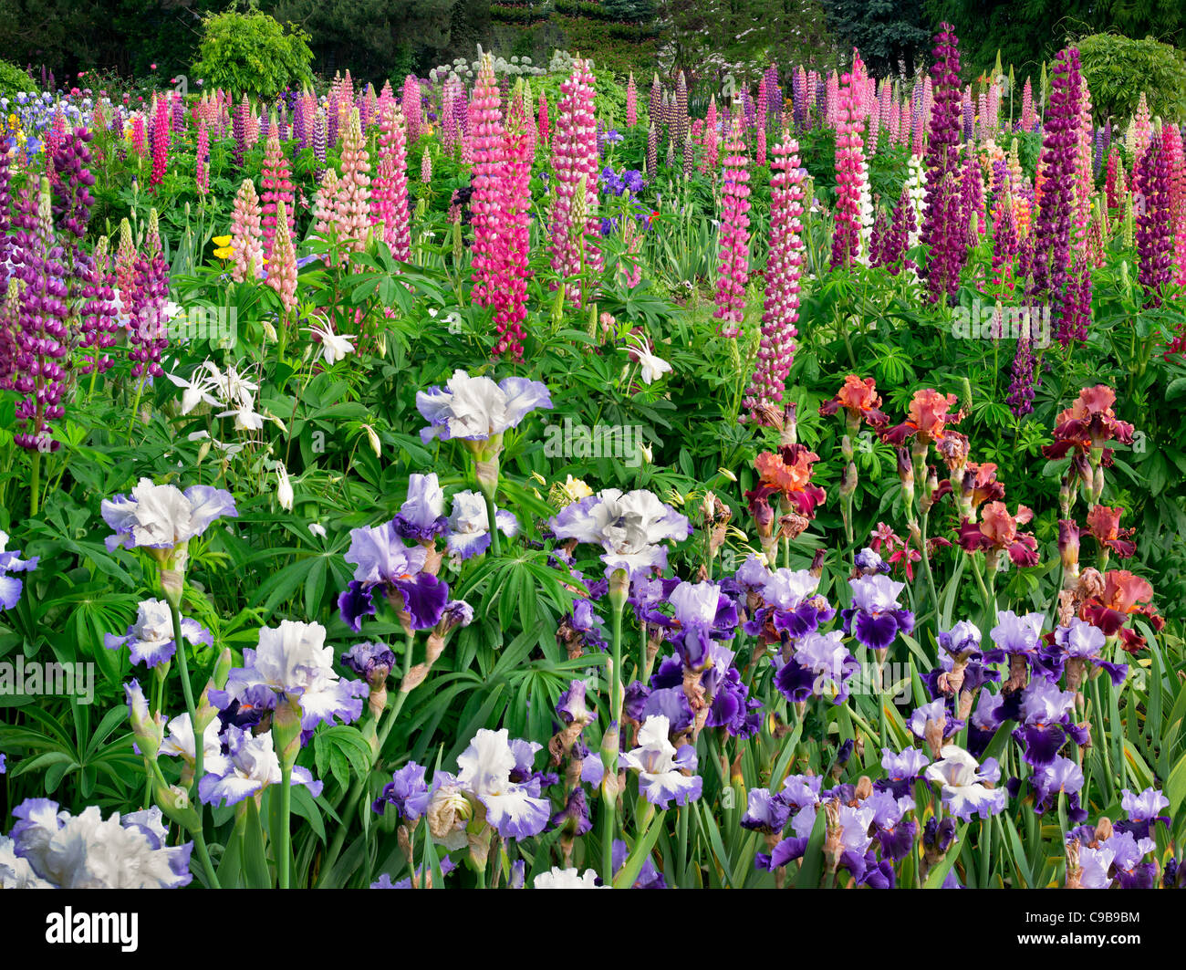 Iris and lupines at Schreiner's iris Gardens. Brooks, Oregon Stock ...