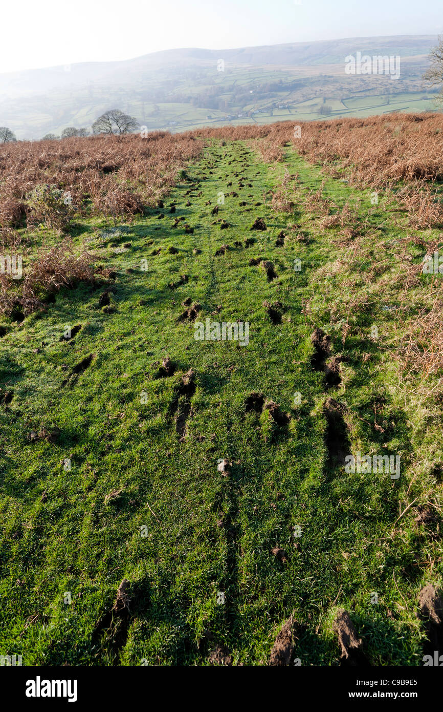 Scarring hi-res stock photography and images - Alamy