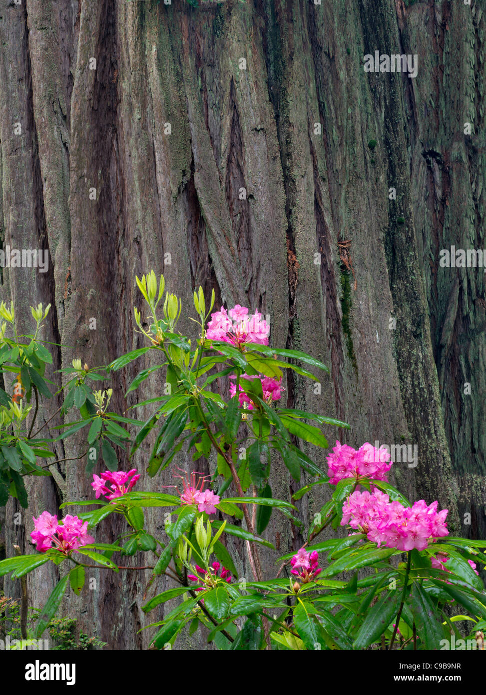 Blooming Rhododendrons and redwood tree. Redwood National and State ...