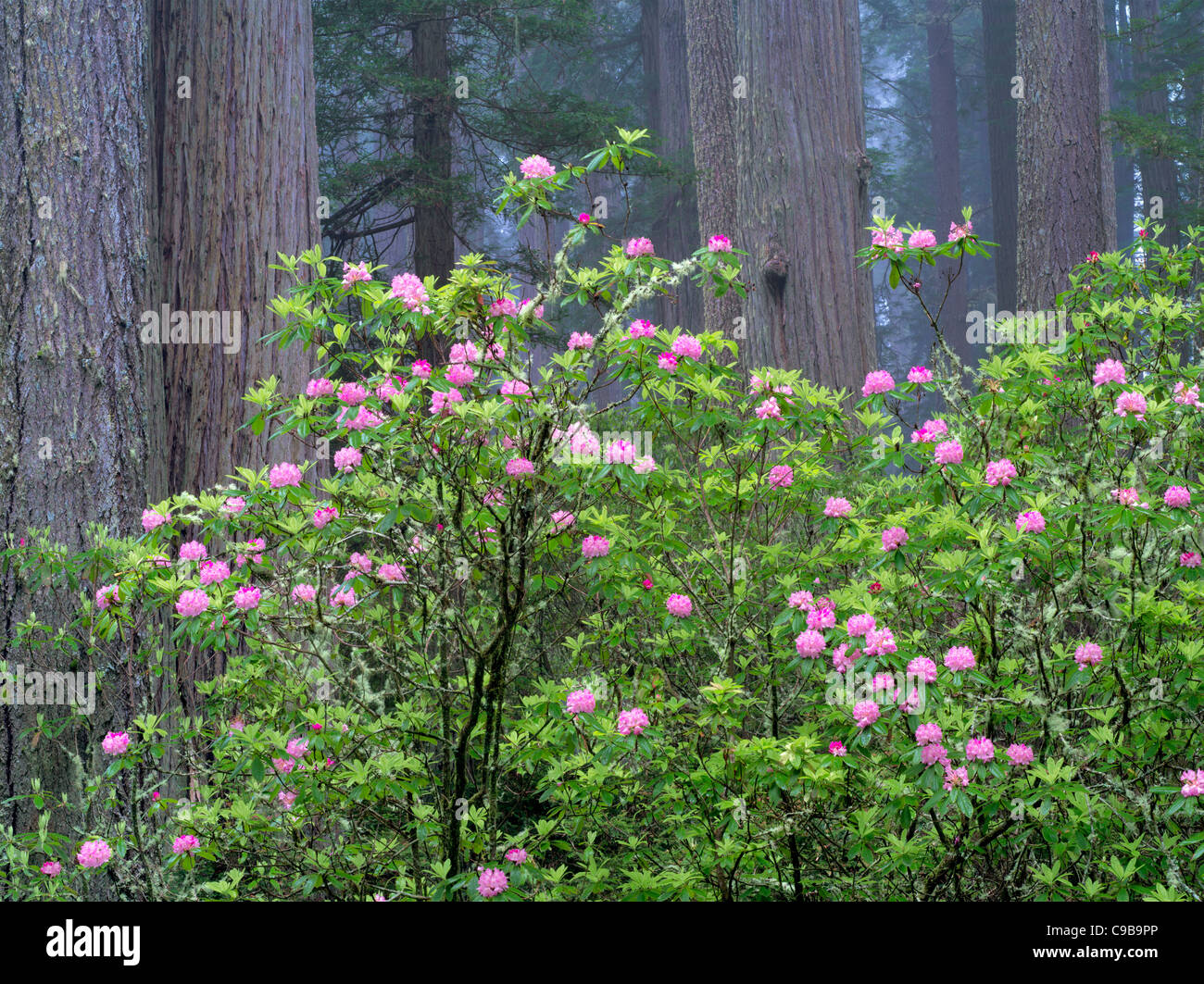 Blooming Rhododendrons and redwood tree. Redwood National and State ...