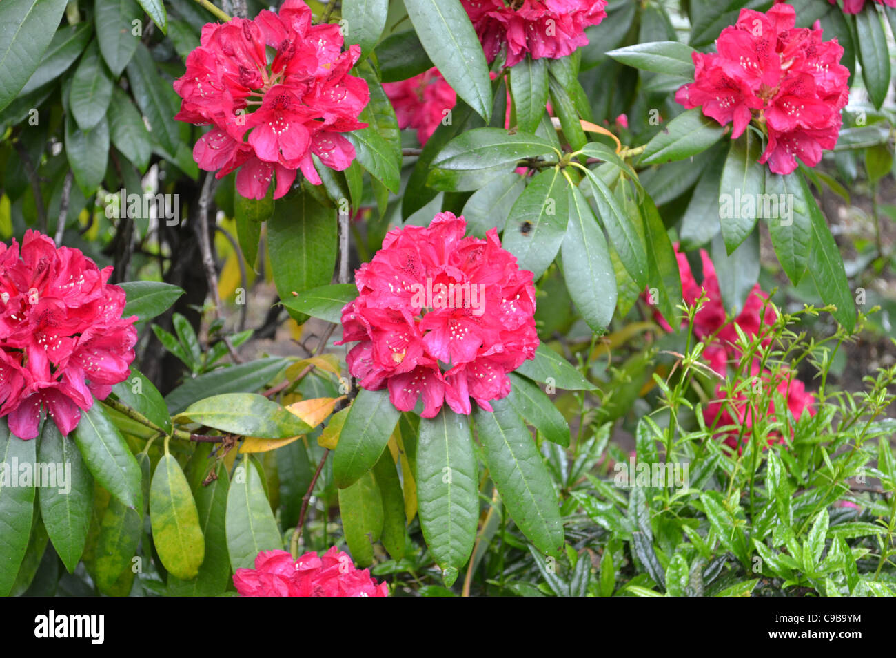 collection of flowers Stock Photo - Alamy