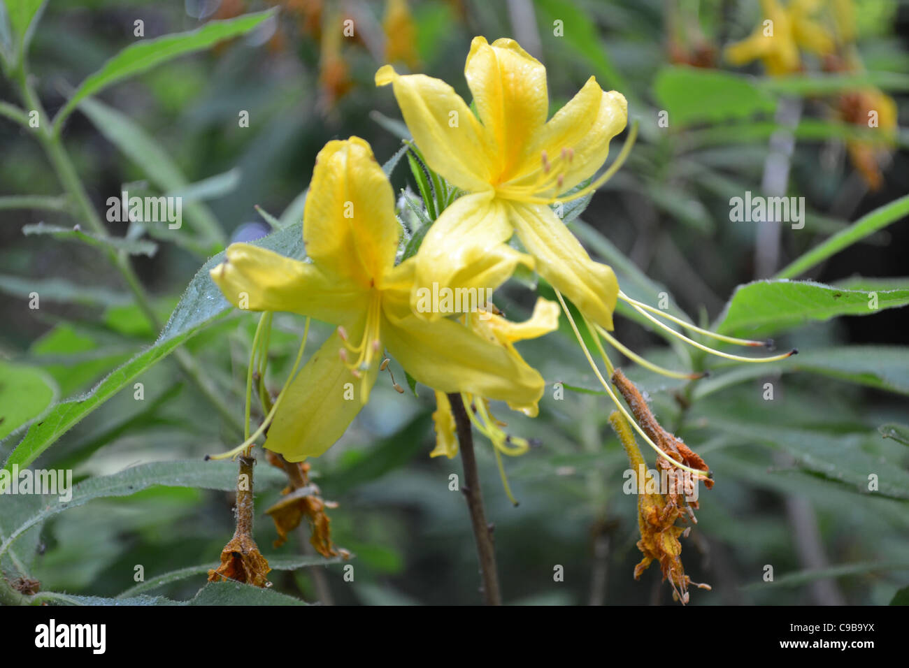 collection of flowers Stock Photo - Alamy