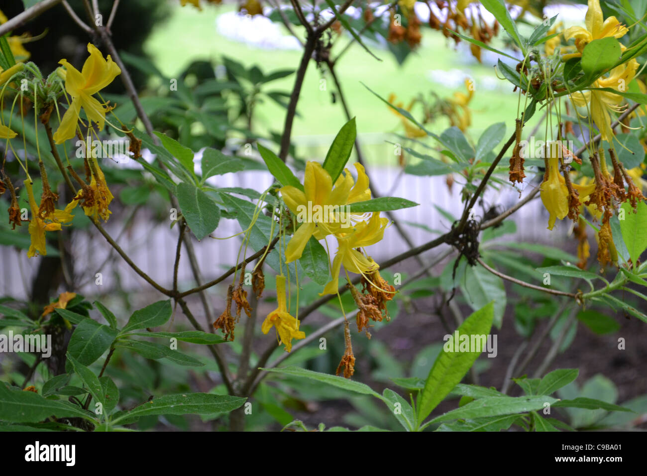 collection of flowers Stock Photo - Alamy