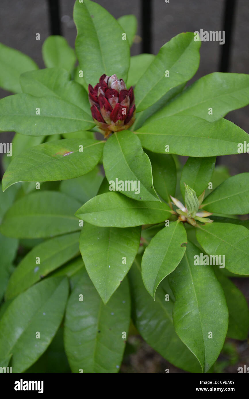 collection of flowers Stock Photo - Alamy