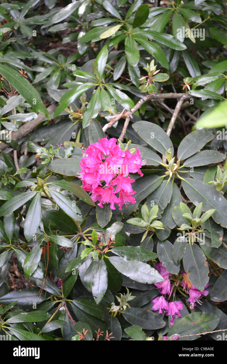 collection of flowers Stock Photo - Alamy