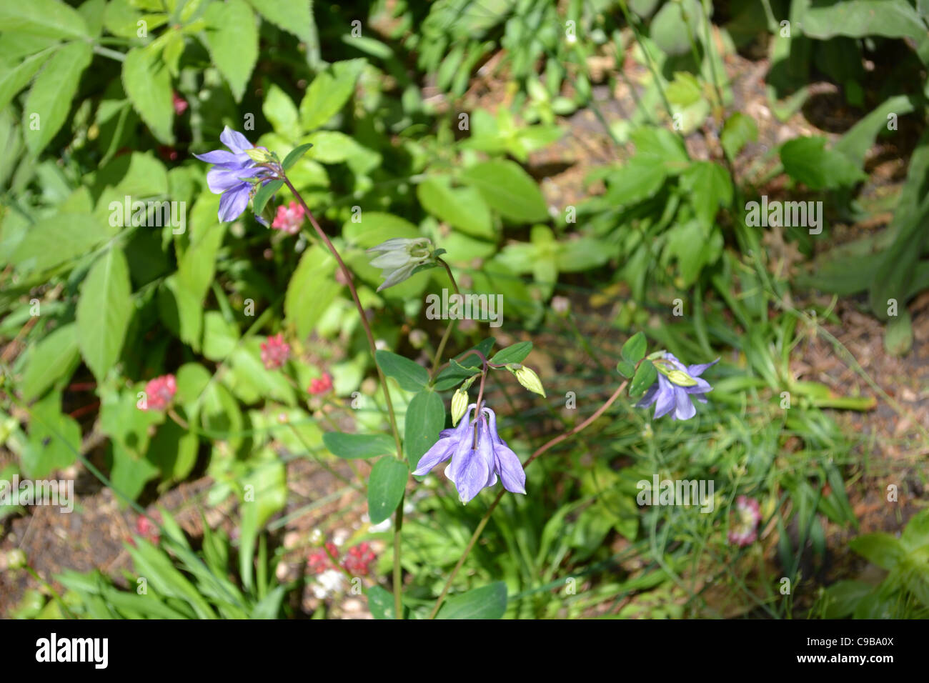 collection of flowers Stock Photo - Alamy