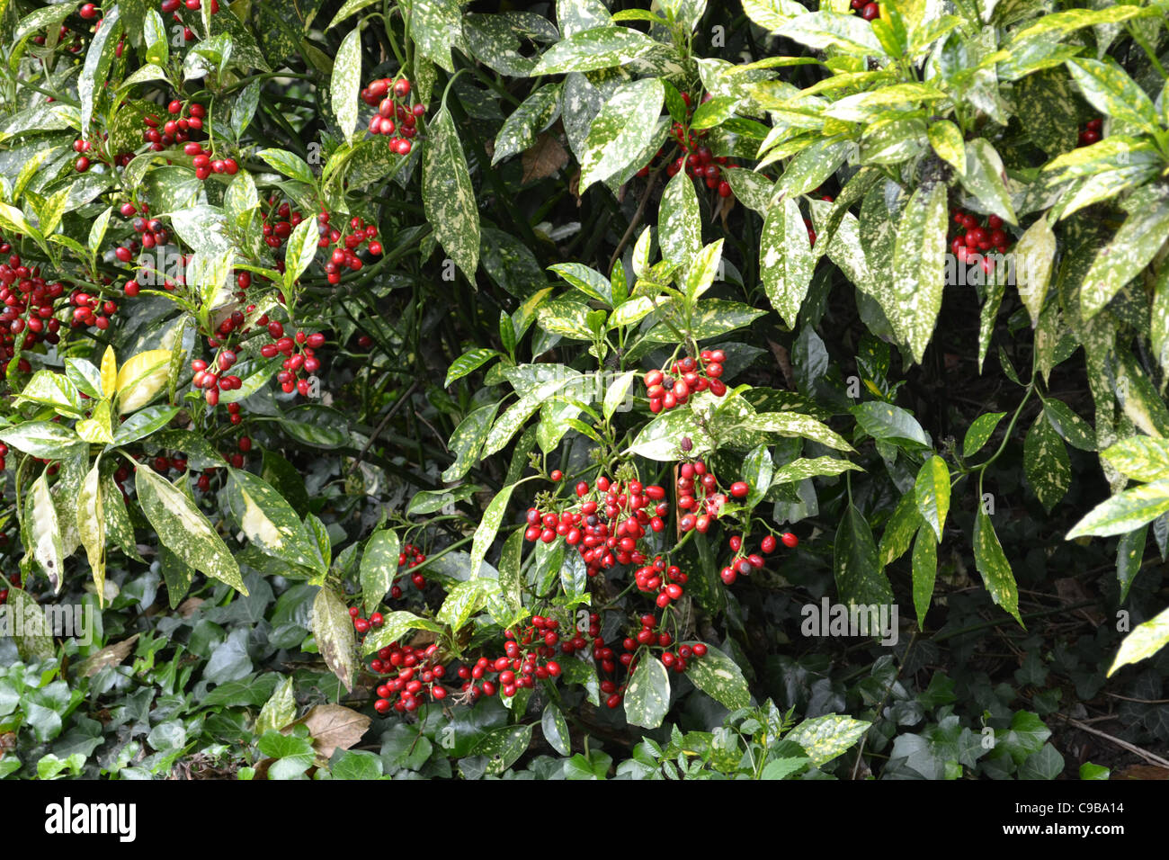 collection of flowers Stock Photo - Alamy