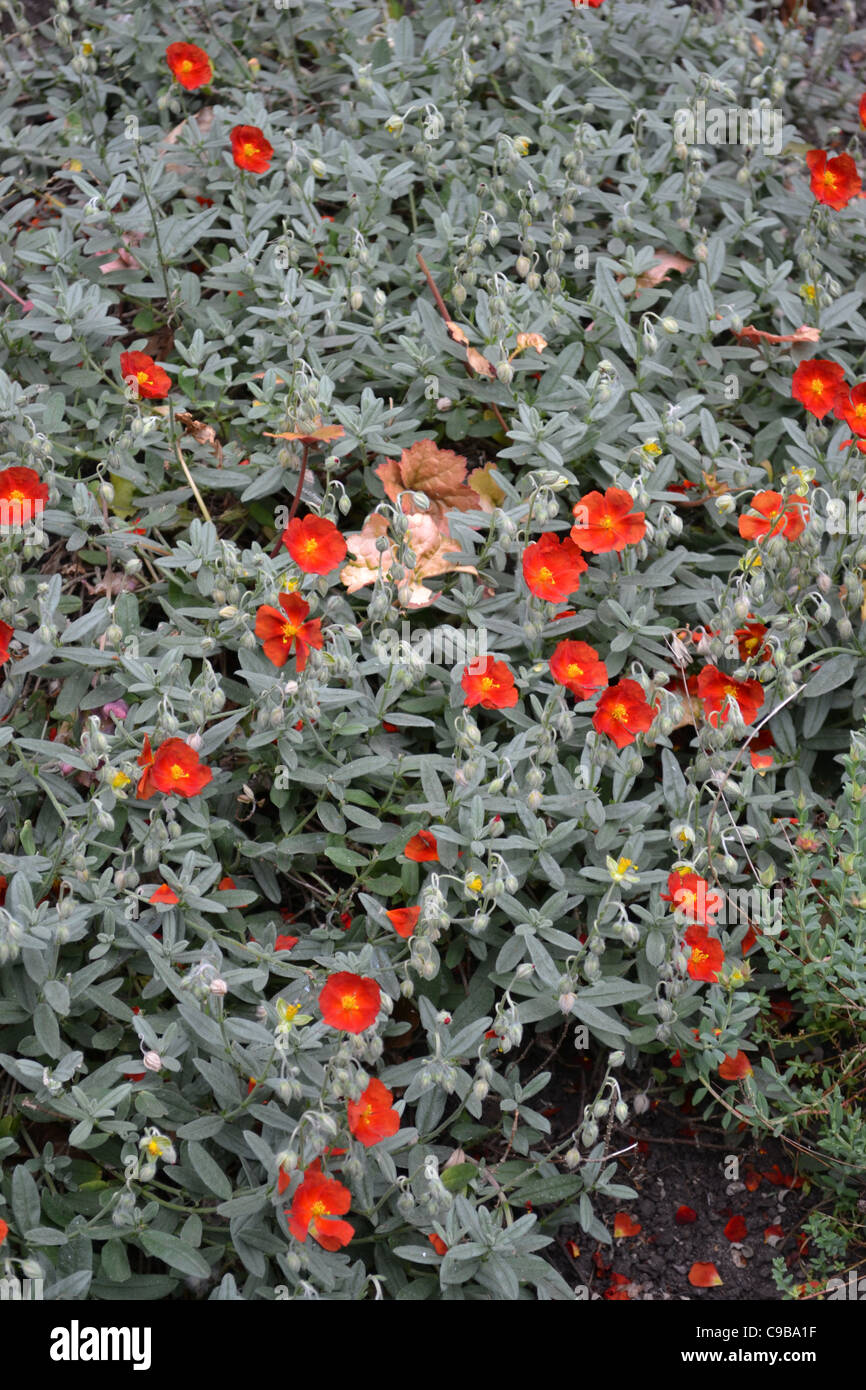 collection of flowers Stock Photo - Alamy