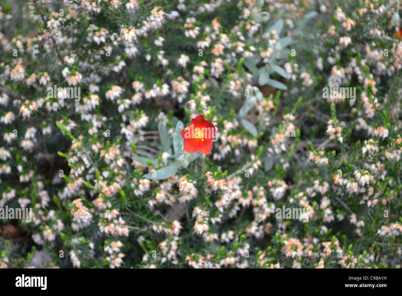 collection of flowers Stock Photo - Alamy