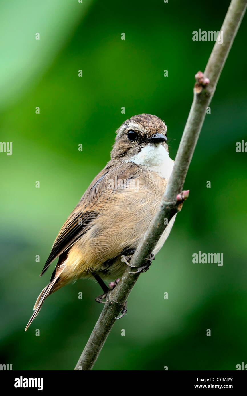 Bird of himalayas hi-res stock photography and images - Alamy