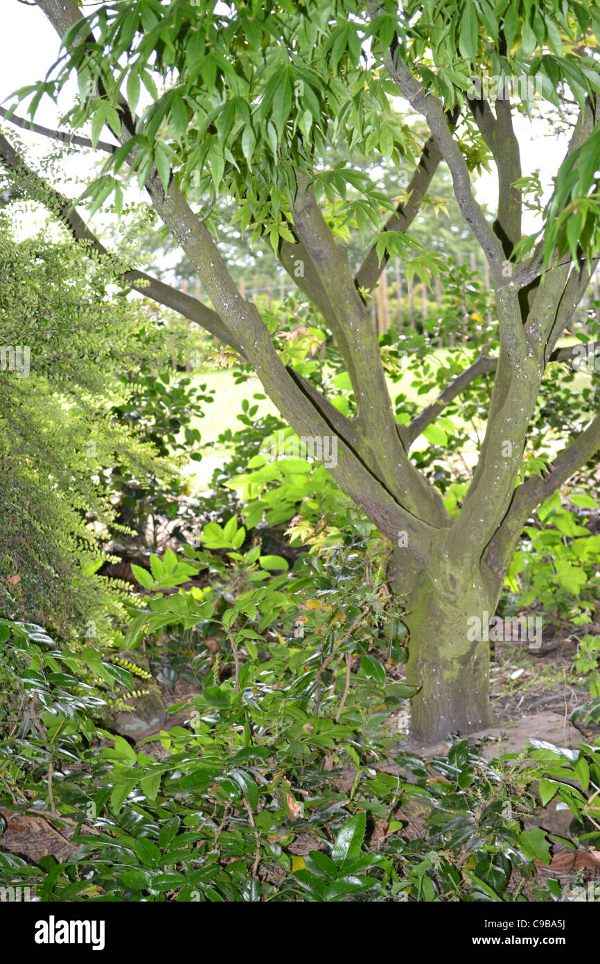 Arboretum park nottingham hi-res stock photography and images - Alamy