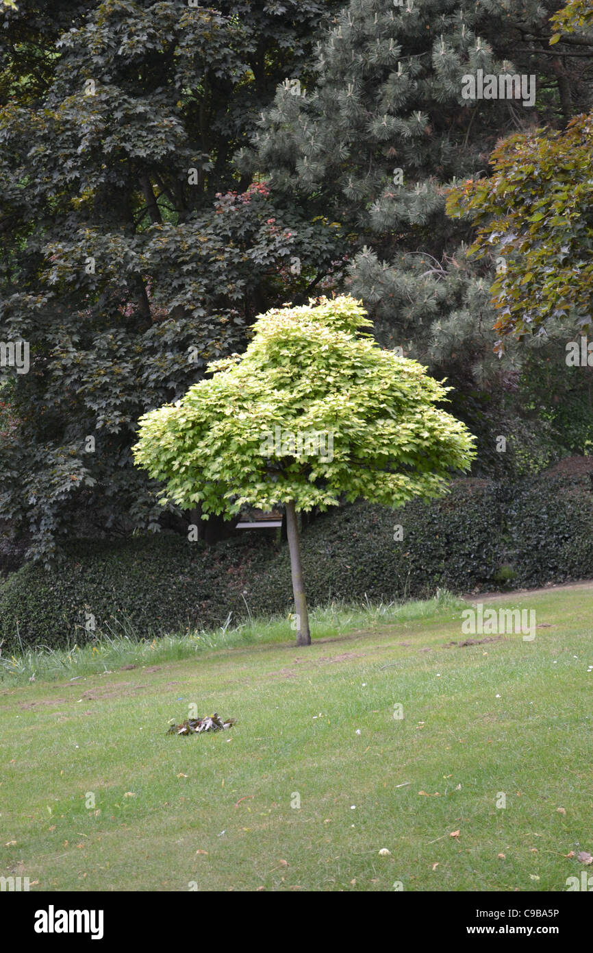 Nottingham arboretum hi-res stock photography and images - Alamy
