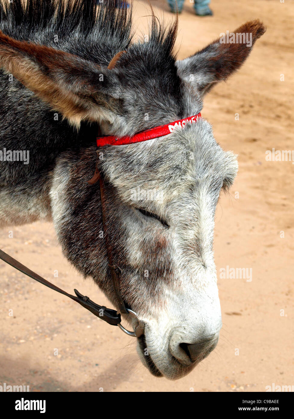 Mablethorpe beach donkey taking a well earned rest Stock Photo - Alamy