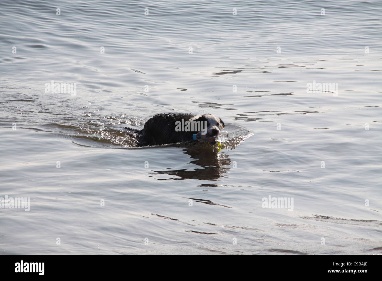 Dogs in Action Stock Photo - Alamy