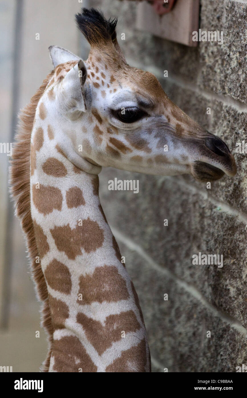 Head Shot of a Baby Giraffe Giraffa camelopardalis Stock Photo - Alamy