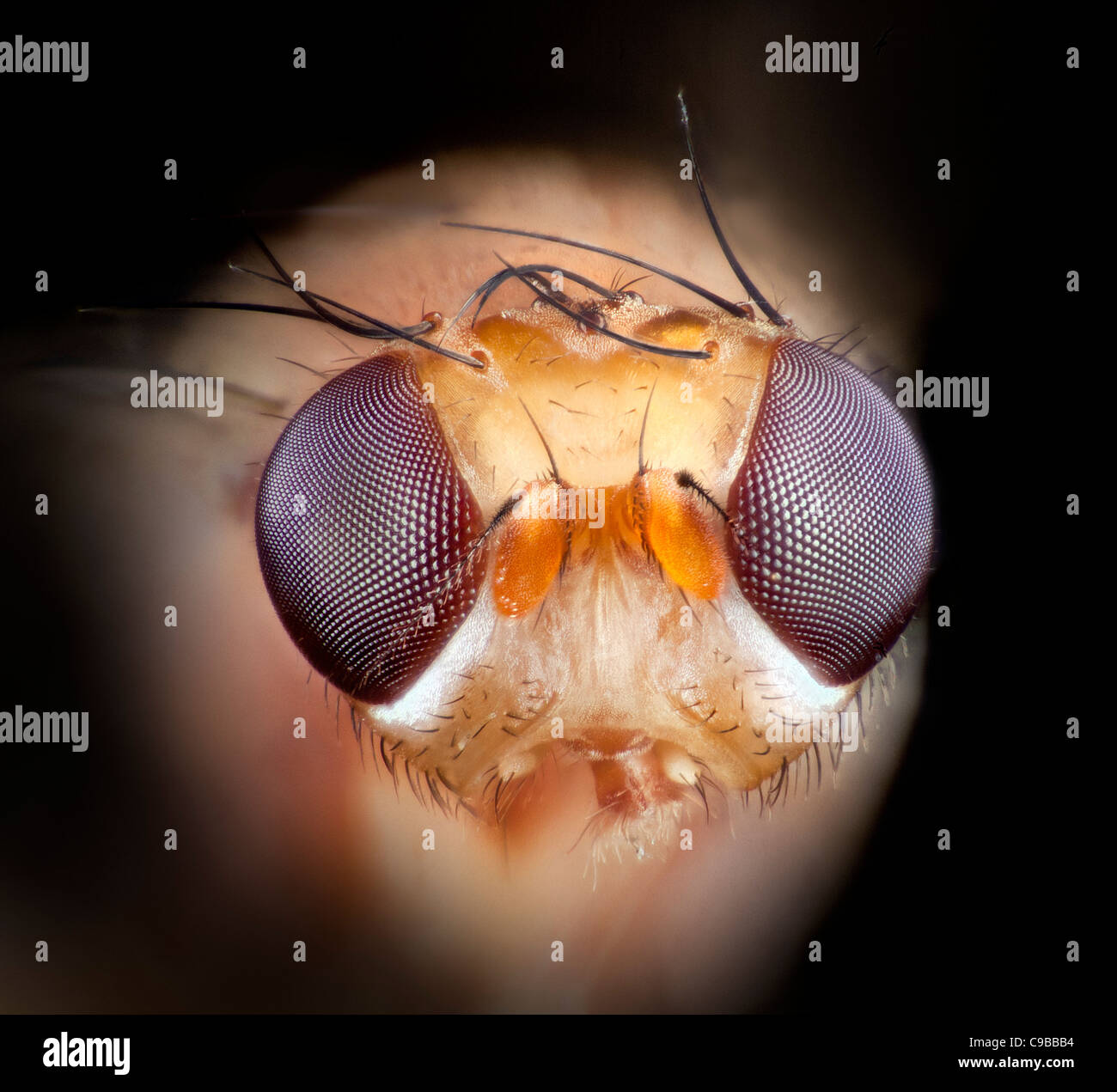 Lonchopteridae (spear-winged flies or pointed-wing flies) high macro photograph of head showing ...