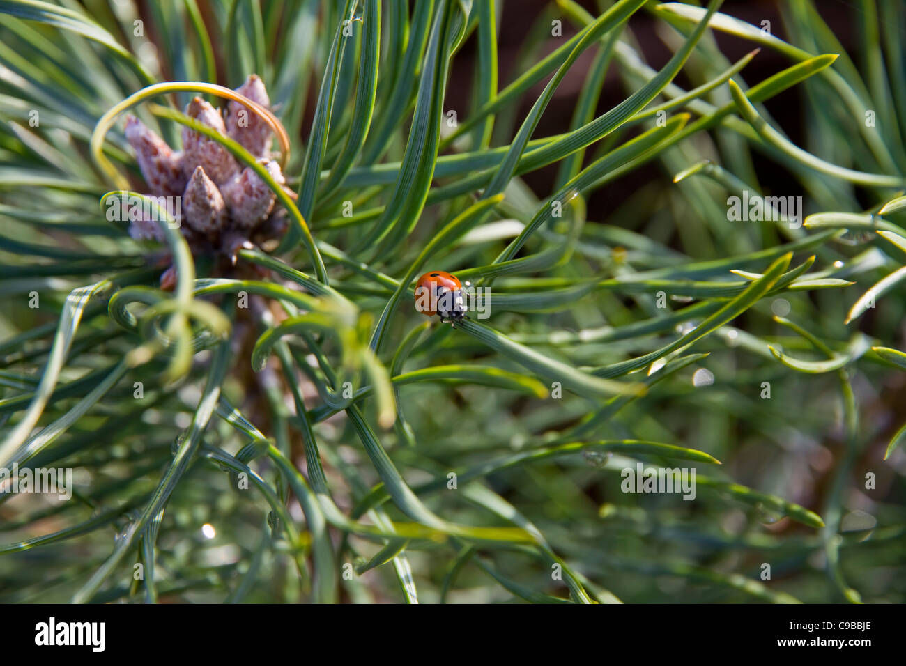 Flowers on a scots pine hi-res stock photography and images - Alamy