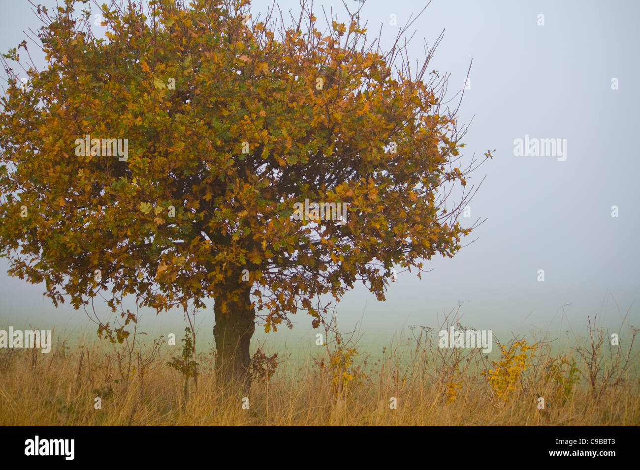 A small oak tree in golden foliage stands in the mist on an early ...