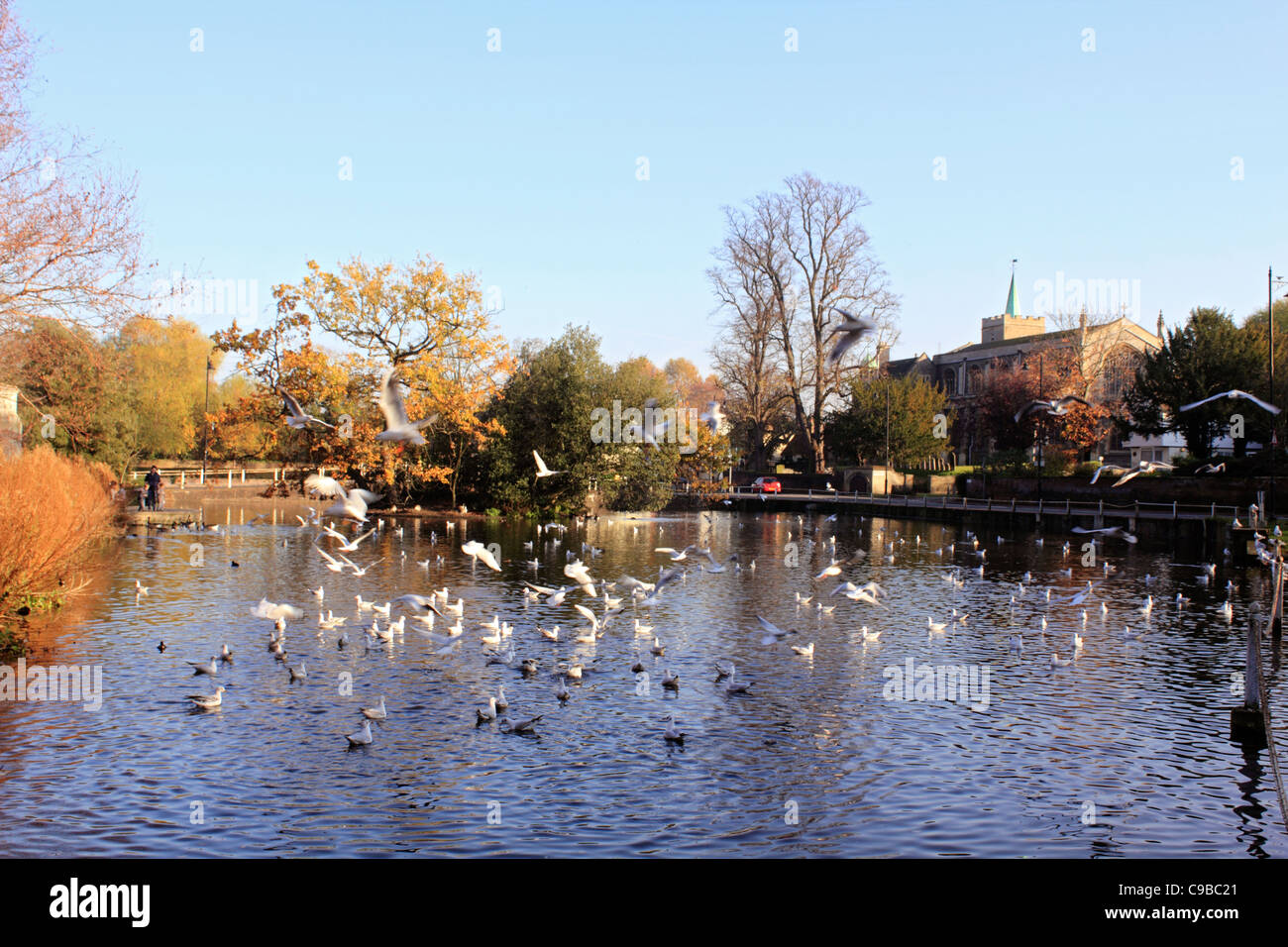 Carshalton Ponds Sutton South London England UK Stock Photo - Alamy