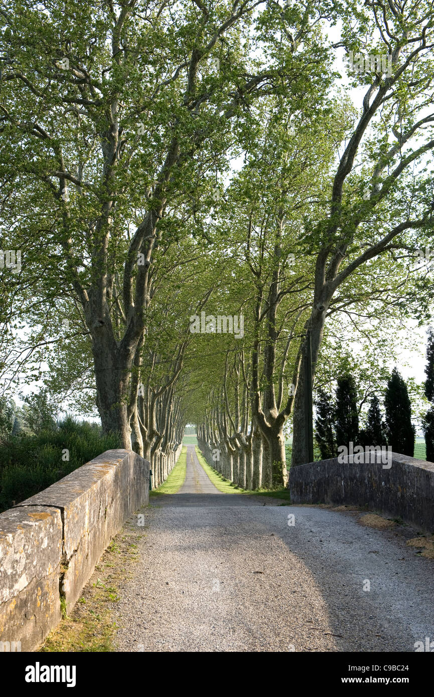Alley of sycamore trees bordering a road crossing the Canal du Midi ...