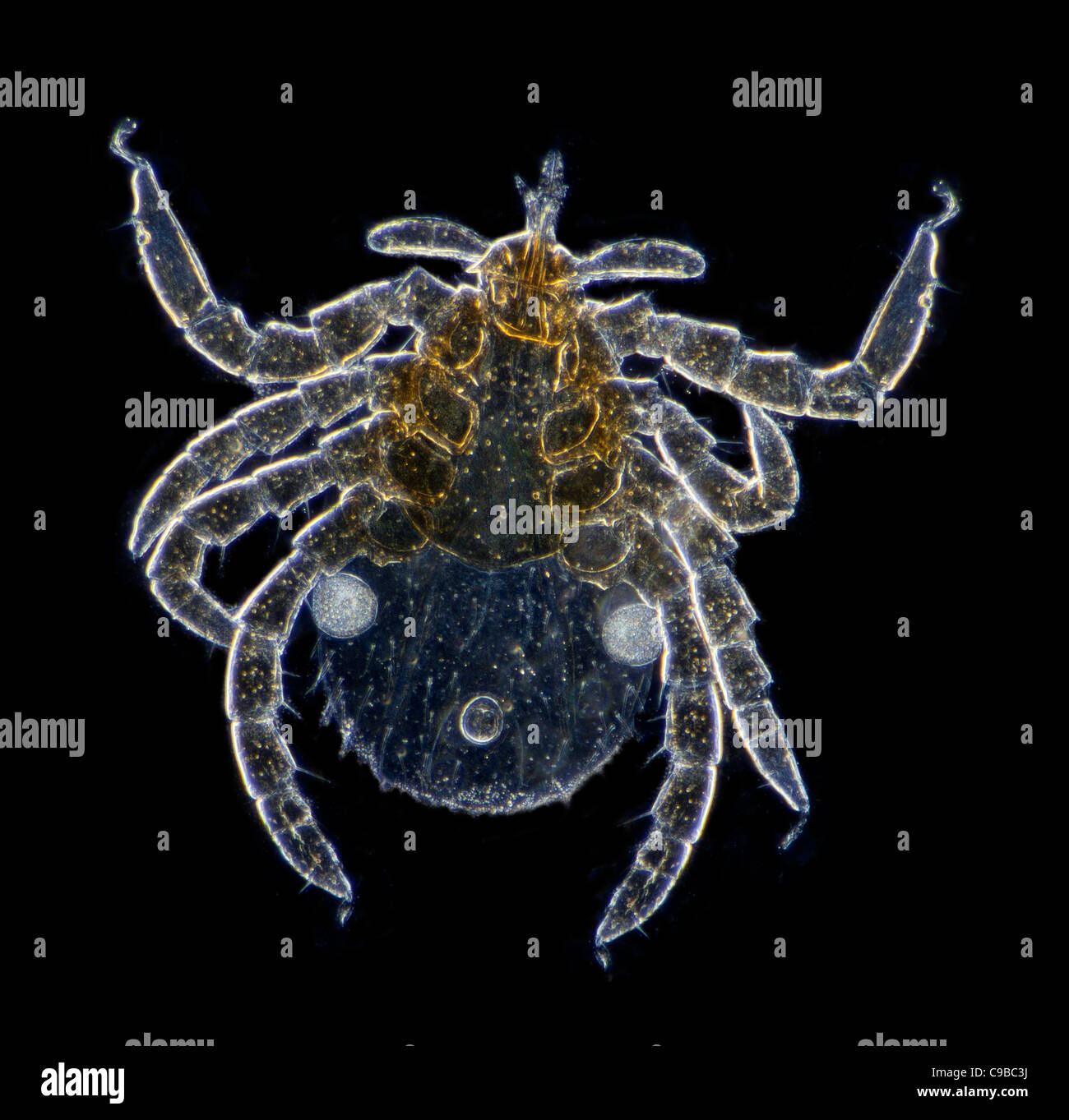 Microscopic Parasites