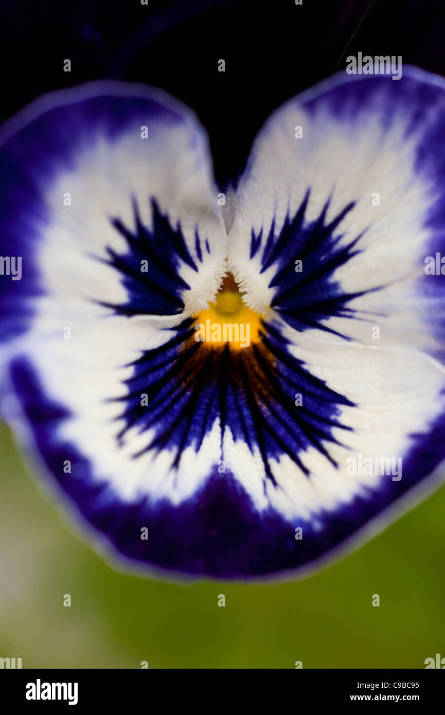 Close up of pansies with anthropormorphic faces Stock Photo - Alamy